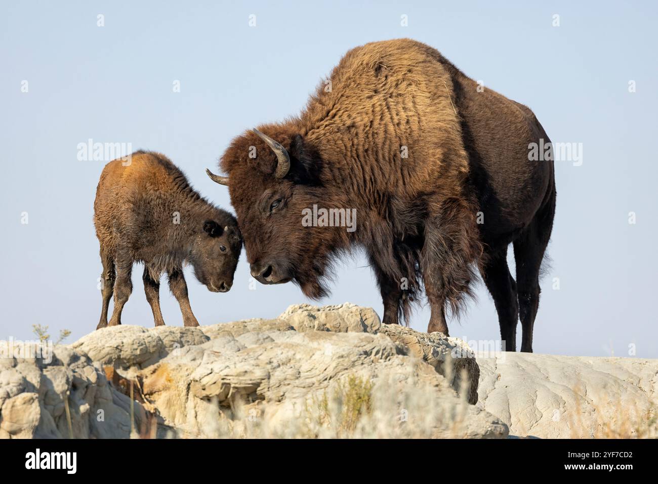 American Bison, Theodore Roosevelt National Park, North Dakota, cow and ...