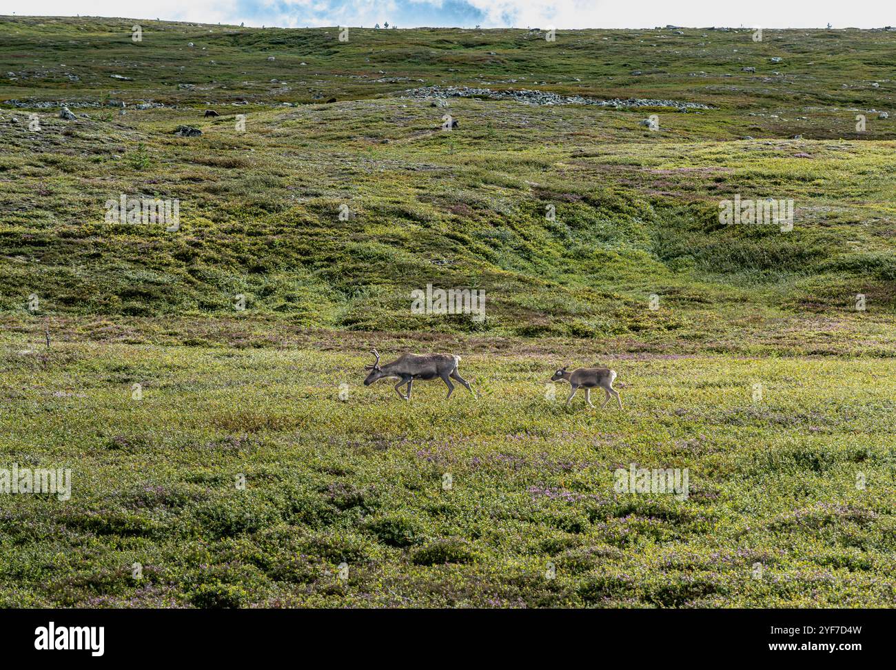 Mountain reindeer cow Rangifer tarandus tarandus leads her calf as they ...