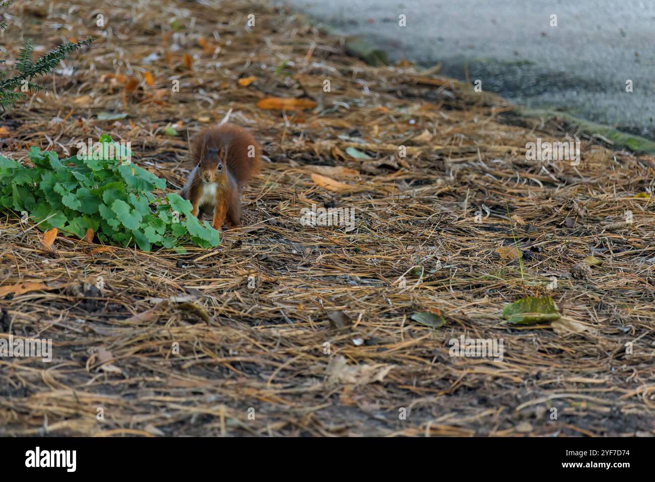 A squirrel is sitting on the ground in a grassy area. The squirrel is ...