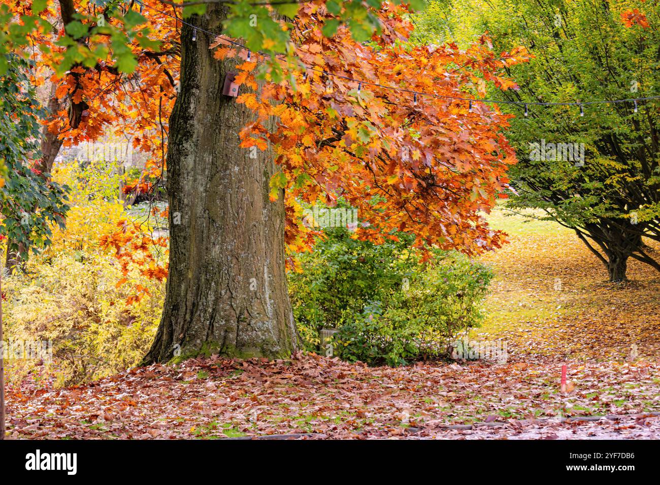 A large tree with many branches and leaves is in a field of fallen ...