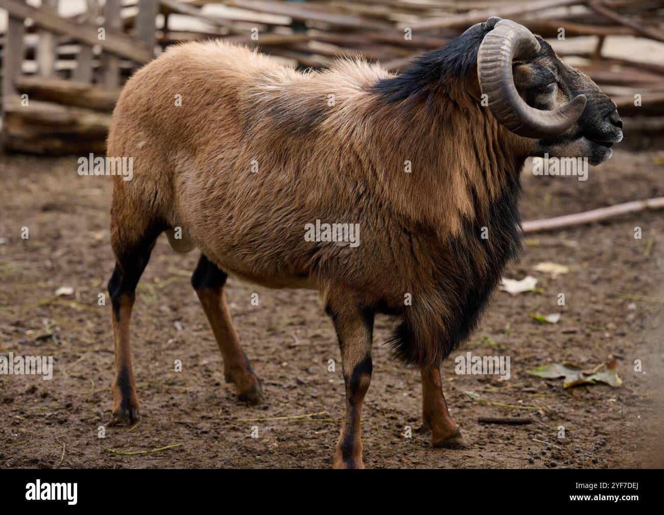 Big tail sheep hi-res stock photography and images - Alamy
