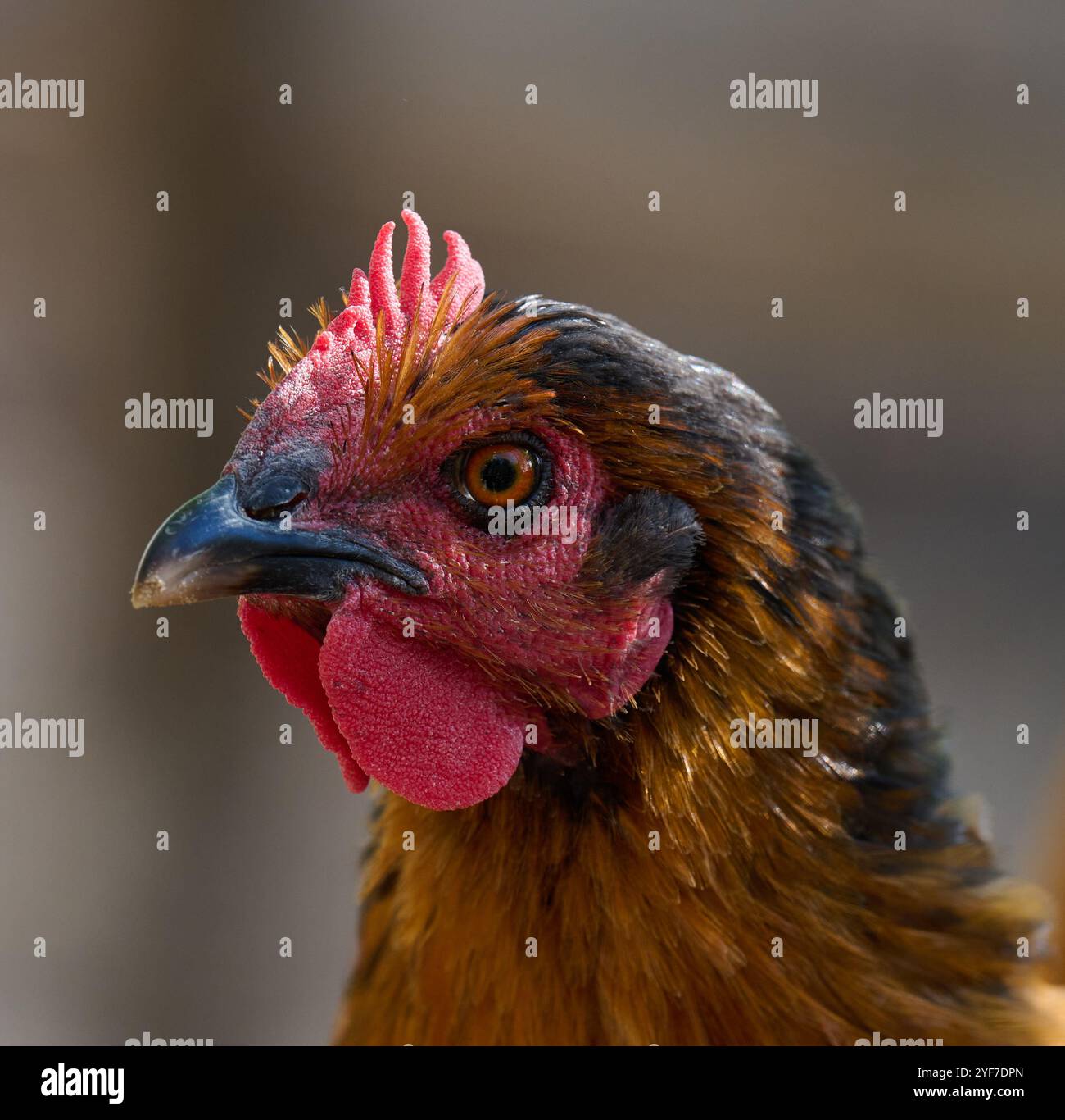 Domestic chicken walking outdoors on a summer day, rooster Stock Photo ...