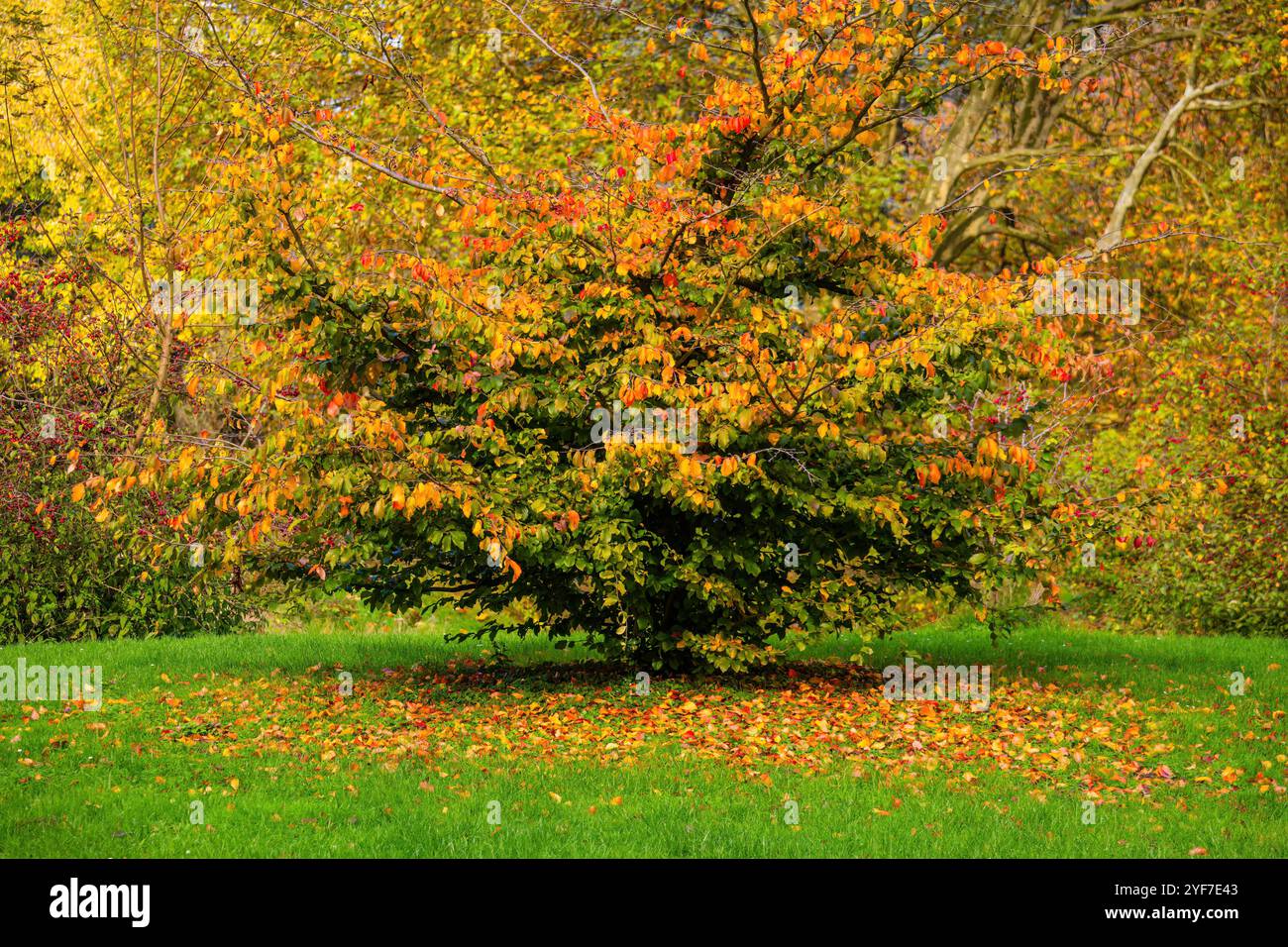 A tree with leaves that are orange and yellow. The tree is in a park ...