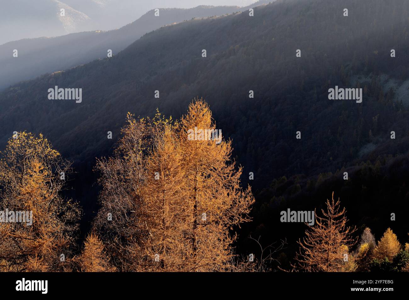 Autumn colors in the mountain nature of the Maritime Alps (Cuneo ...