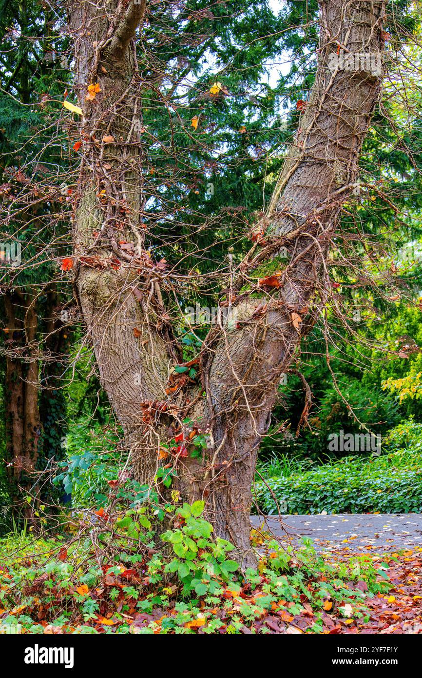 A tree with leaves and vines growing on it. The tree is leaning to the ...