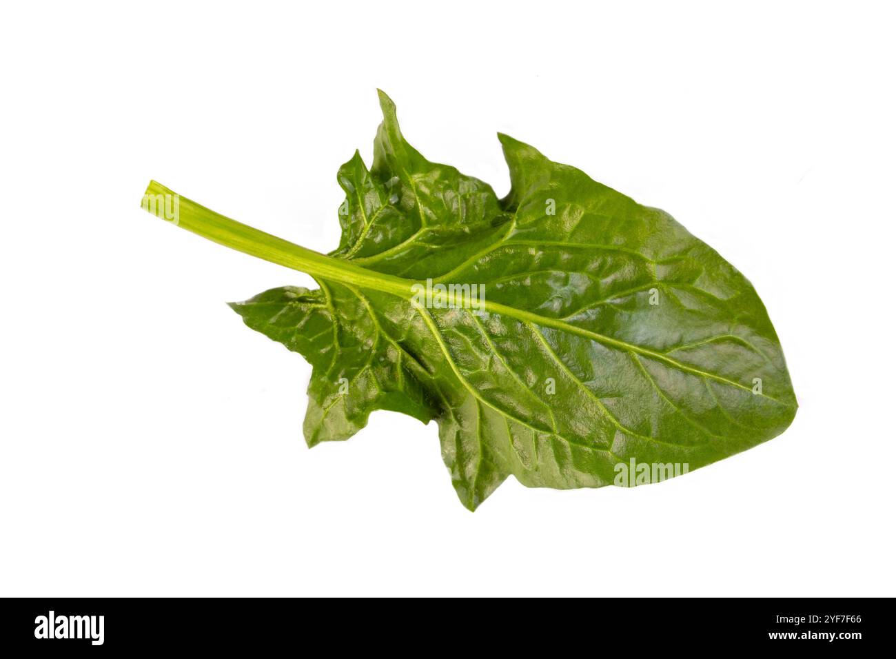 Fresh leaves of spinach, isolated on white background Stock Photo - Alamy