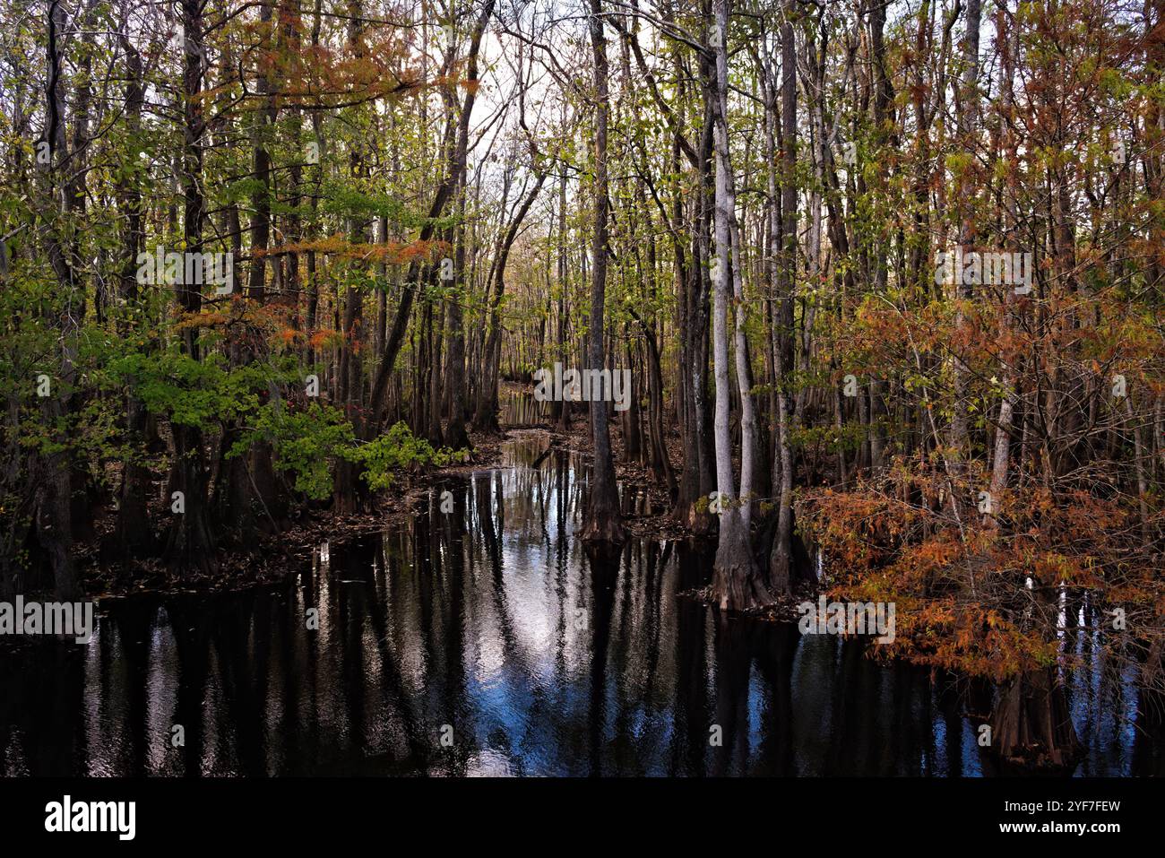 A swamp creek disappears in the woods highlighted by beautiful fall ...