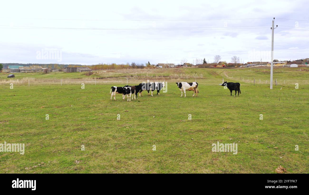 Calves with black and white fur graze in a clearing with green grass on ...