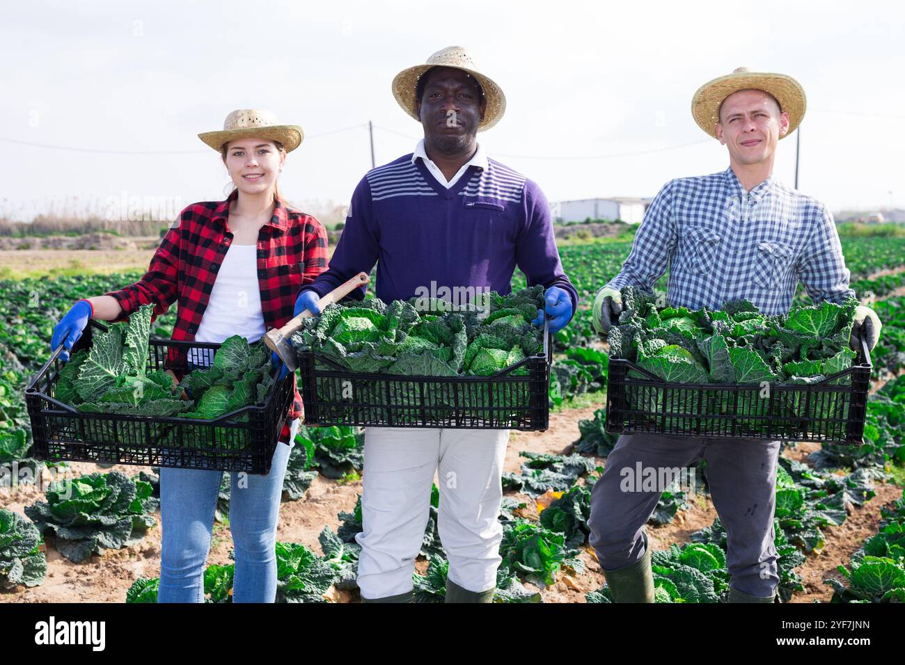 Three farmers are happy with harvested cabbage crop Stock Photo - Alamy