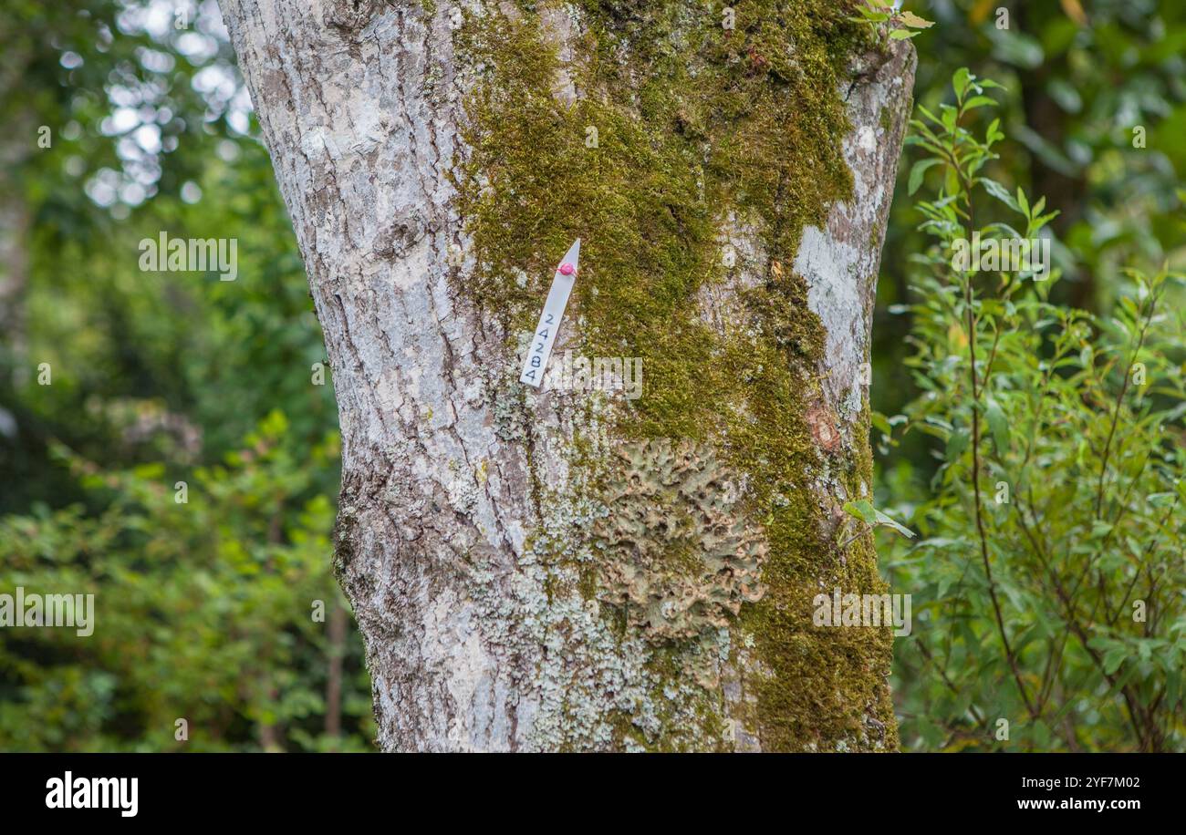 Tree bark full of lichens inventoried and identified with a numbered ...