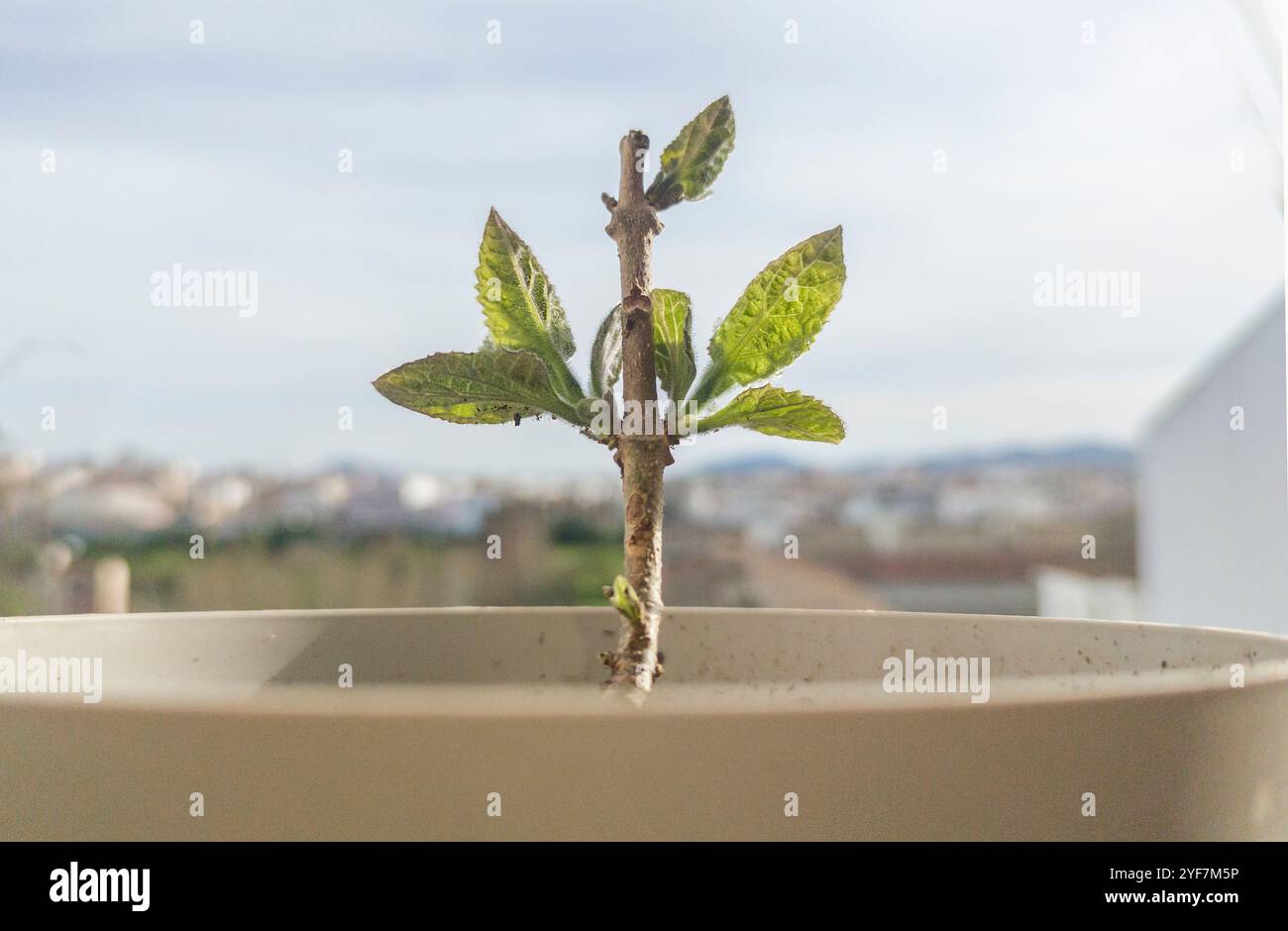Paulownia tomentosa cutting growing in an urban environment. Closeup ...