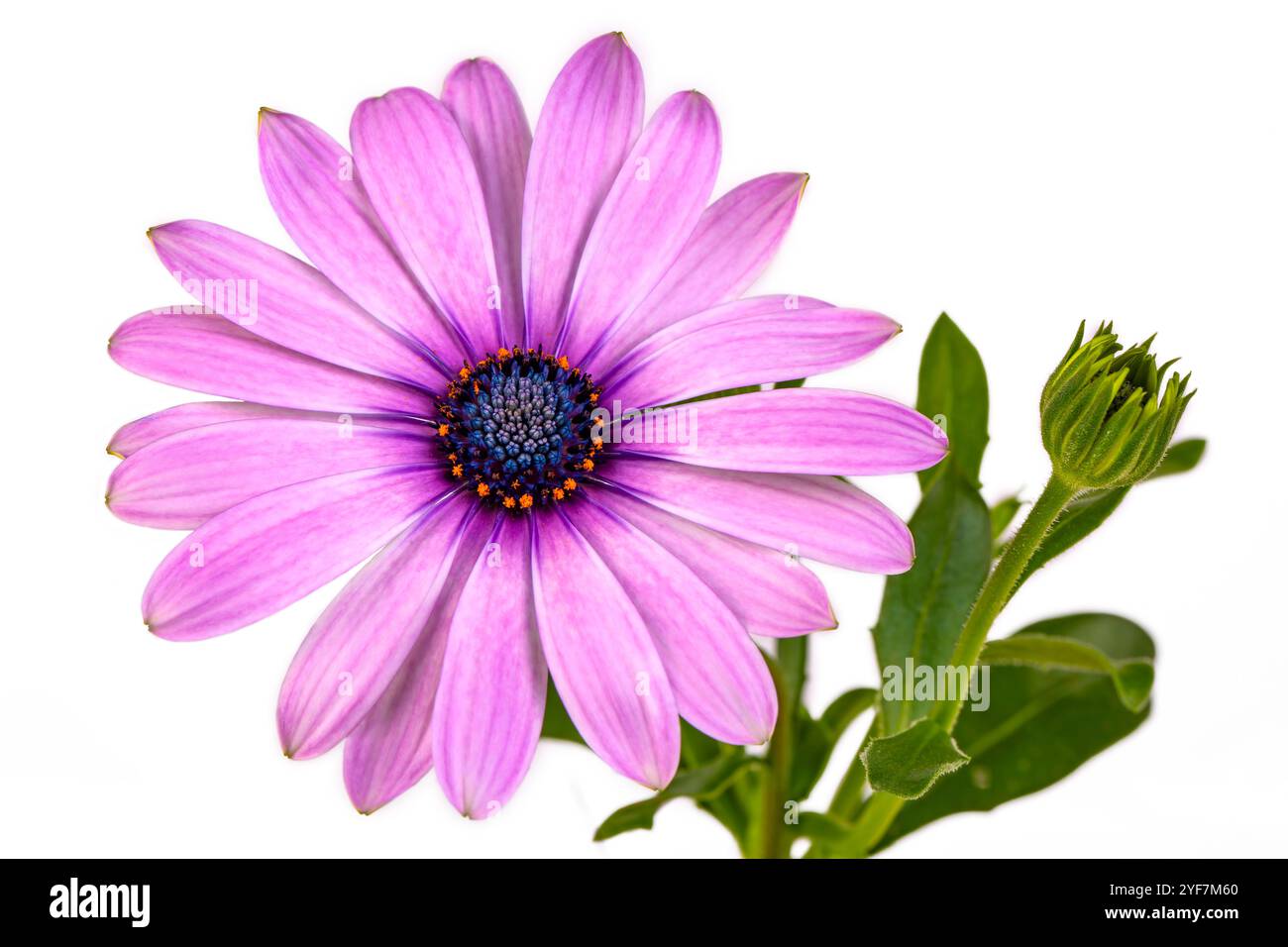 African daisy flower - Dimorphotheca ecklonis isolated on white ...