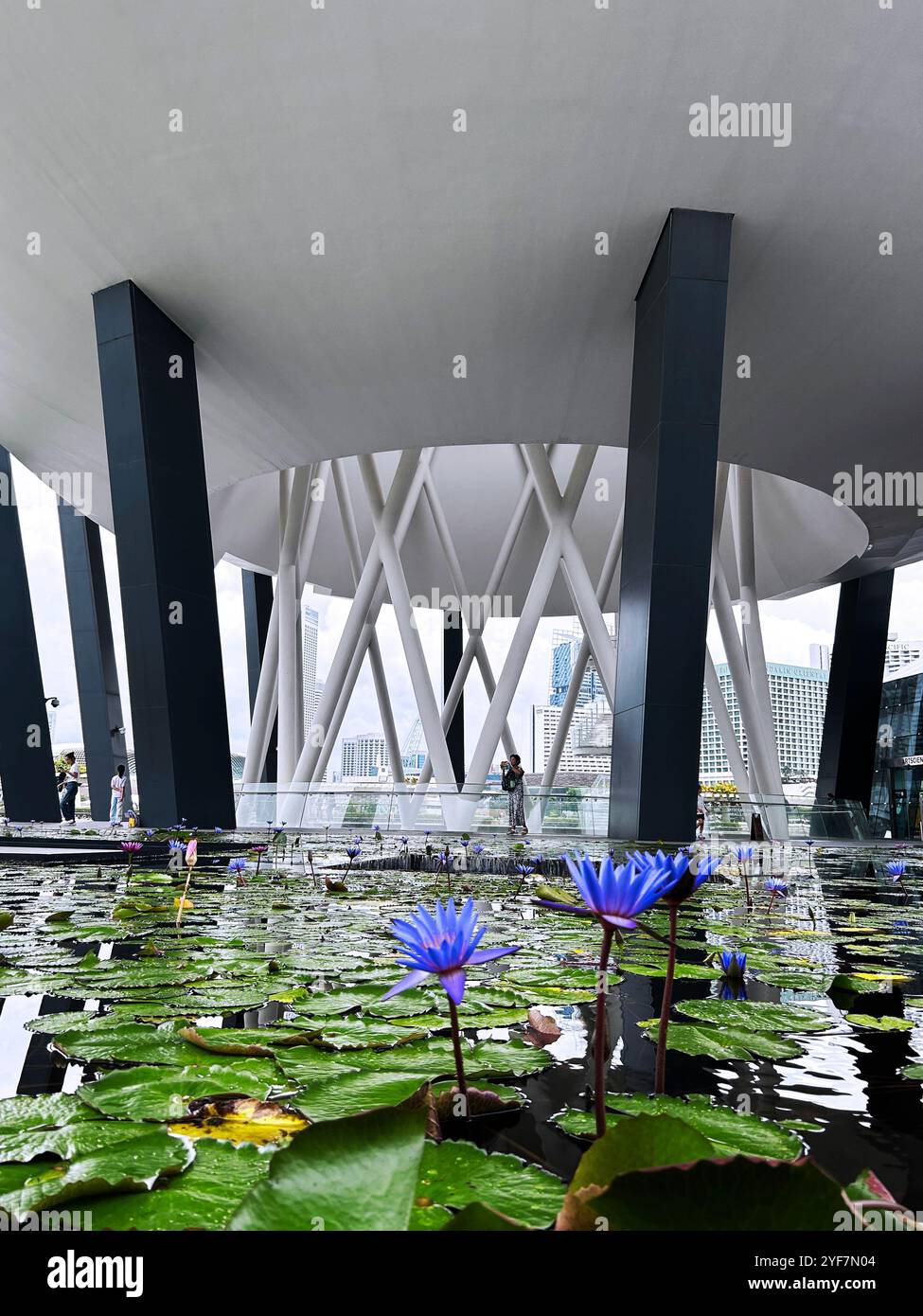 Singapore - August 2024: Lilly pond under the Lotus shaped design of ...