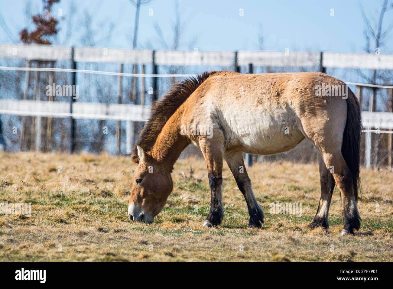 Equus przewalskii in meadows of Prague in Divci Hrady, Czech republic ...