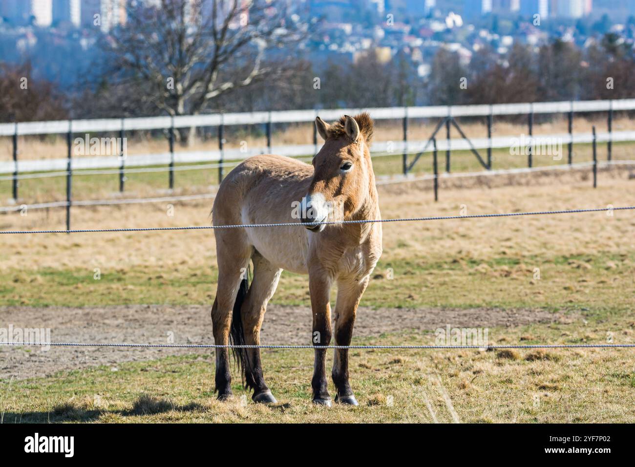 Equus przewalskii in meadows of Prague in Divci Hrady, Czech republic ...