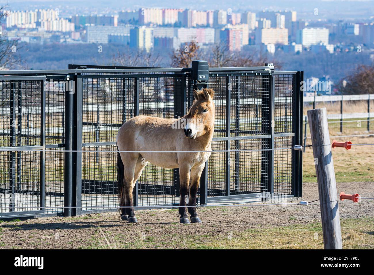 Equus przewalskii in meadows of Prague in Divci Hrady, Czech republic ...