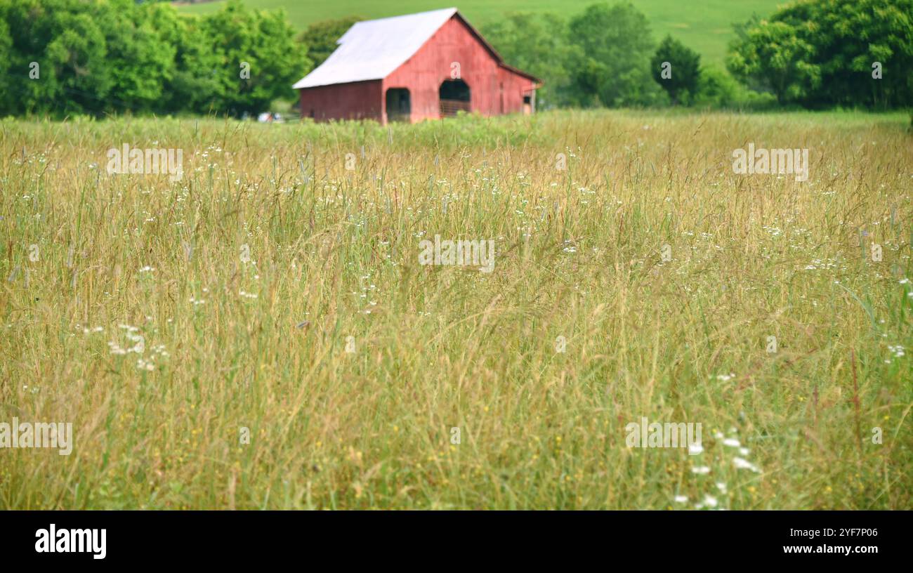 Tennessee field of grass fills image. Red, wooden barn stands in ...