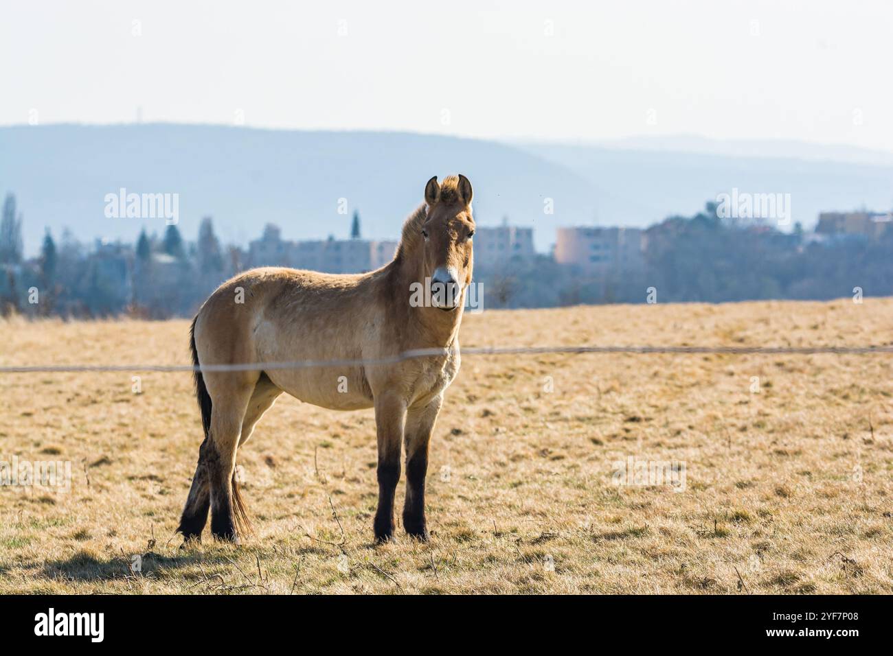 Equus przewalskii in meadows of Prague in Divci Hrady, Czech republic ...