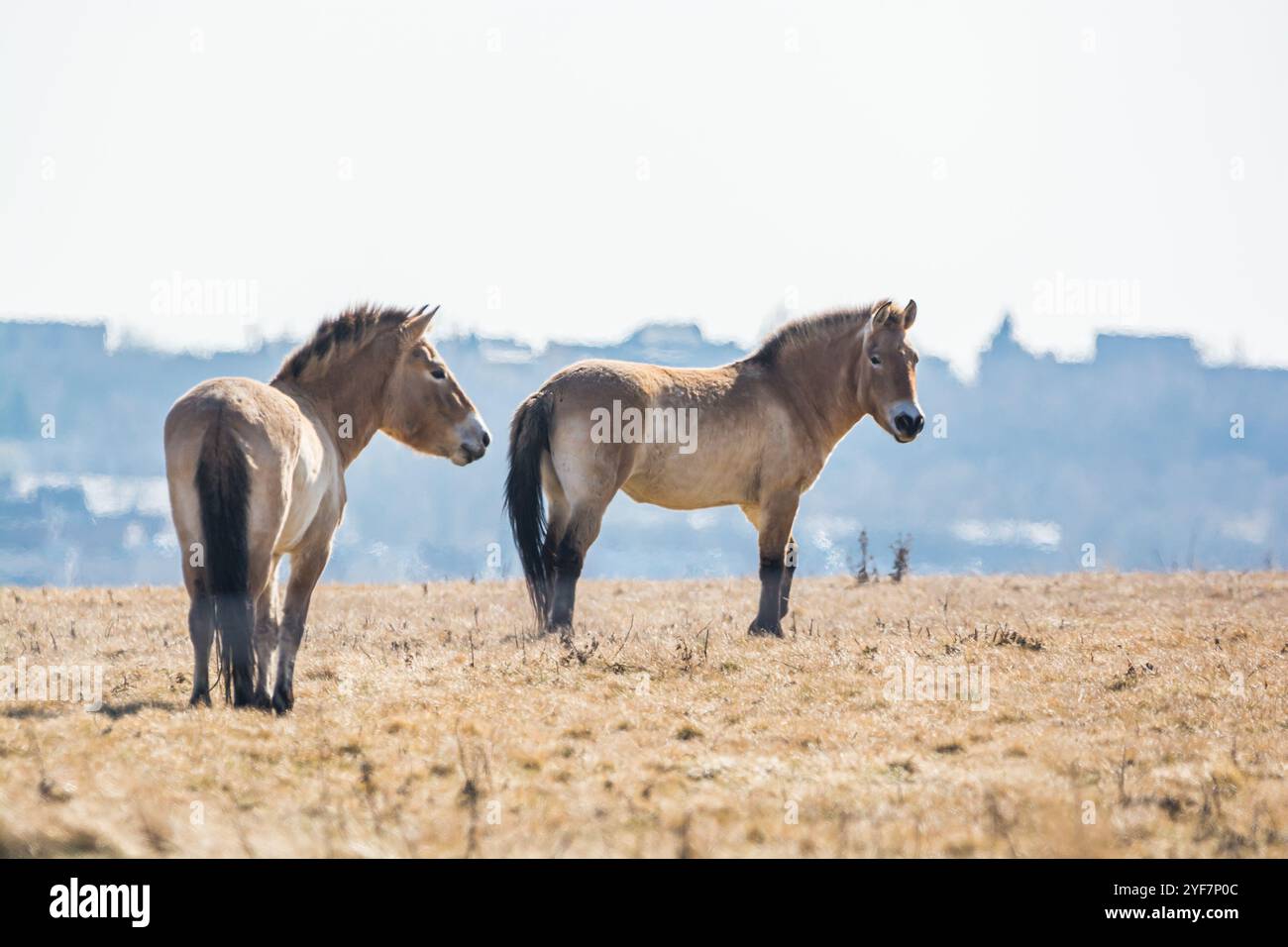 Equus przewalskii in meadows of Prague in Divci Hrady, Czech republic ...