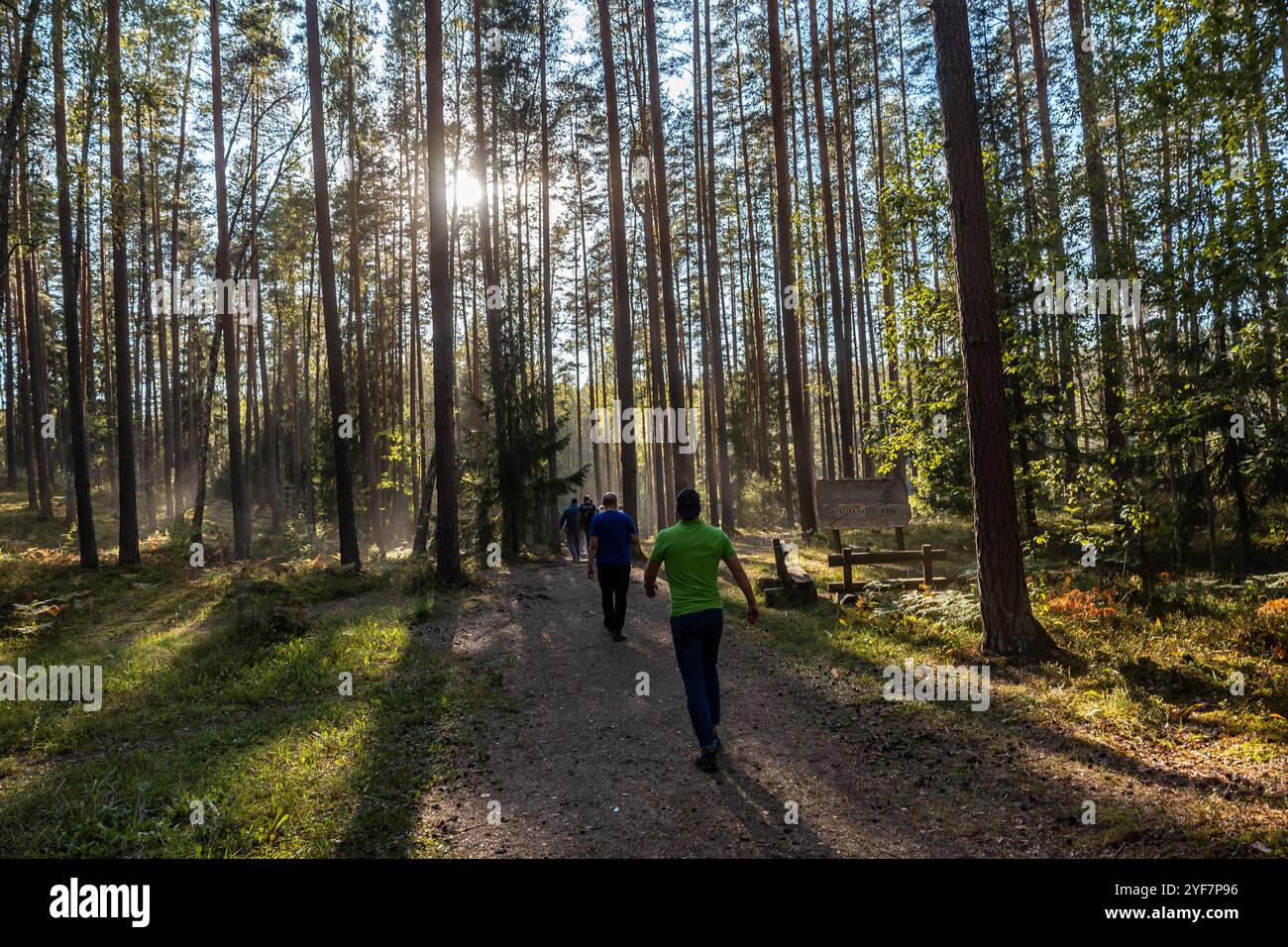 Tall trees allow sunlight to create a dappled effect on the ground ...