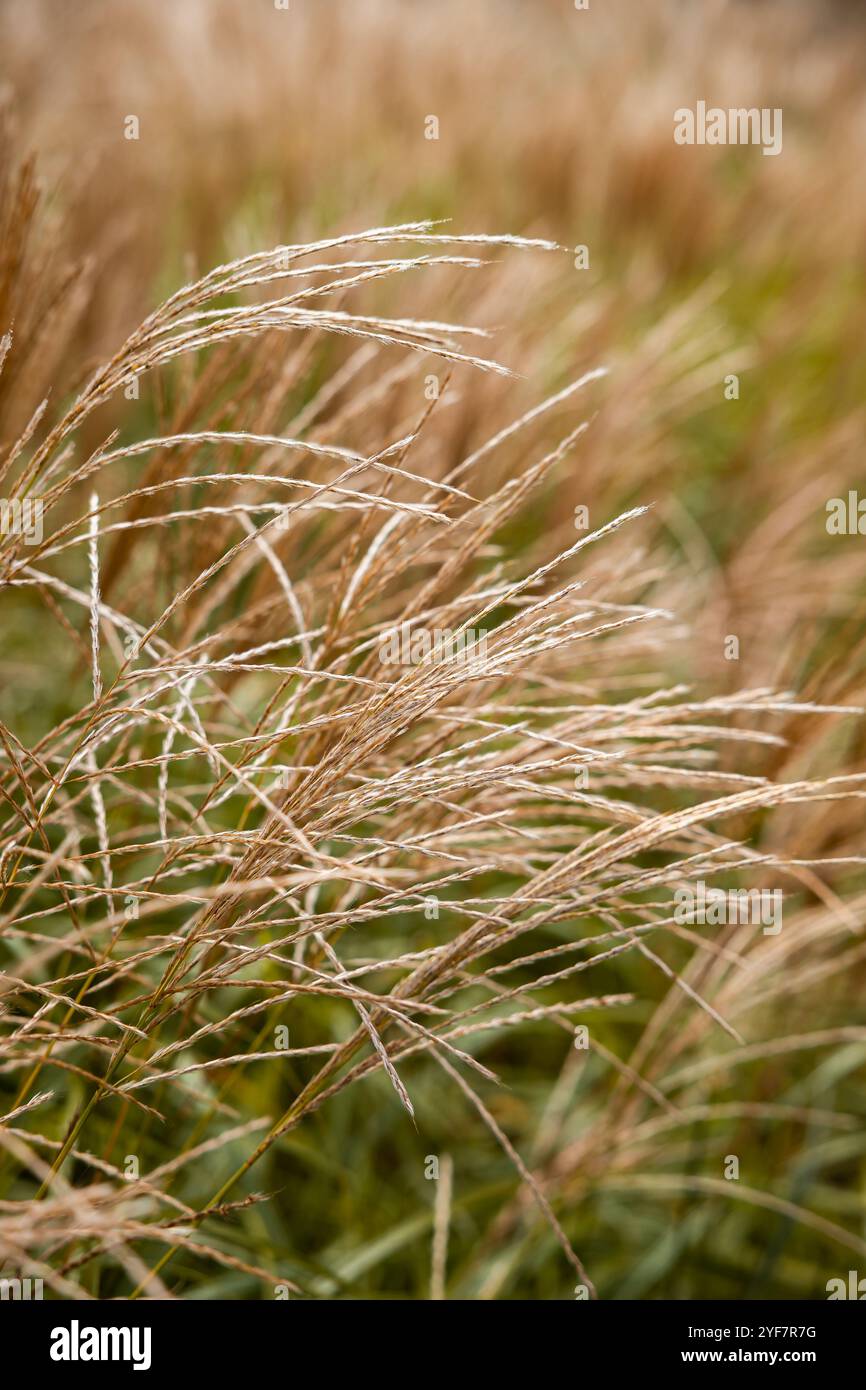 Golden grasses adds hi-res stock photography and images - Alamy