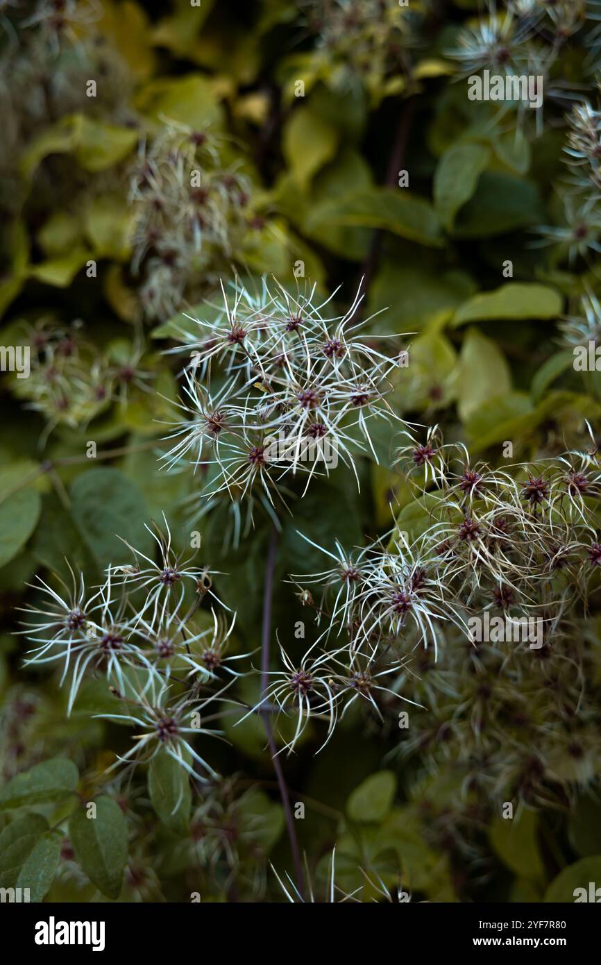 Wild clematis displays intricate, star like seed heads against lush ...