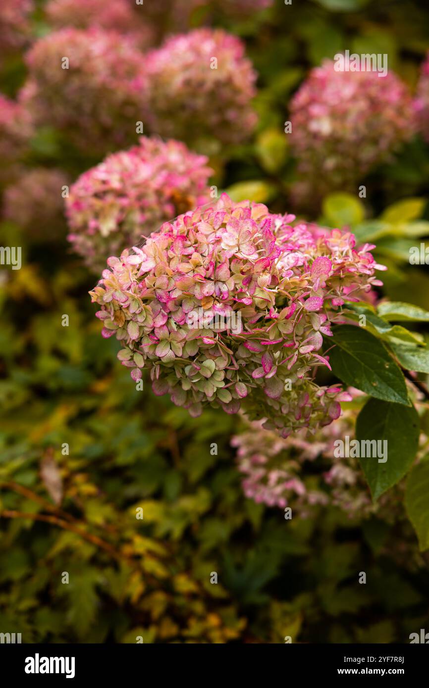 Intricate plant clusters hi-res stock photography and images - Alamy