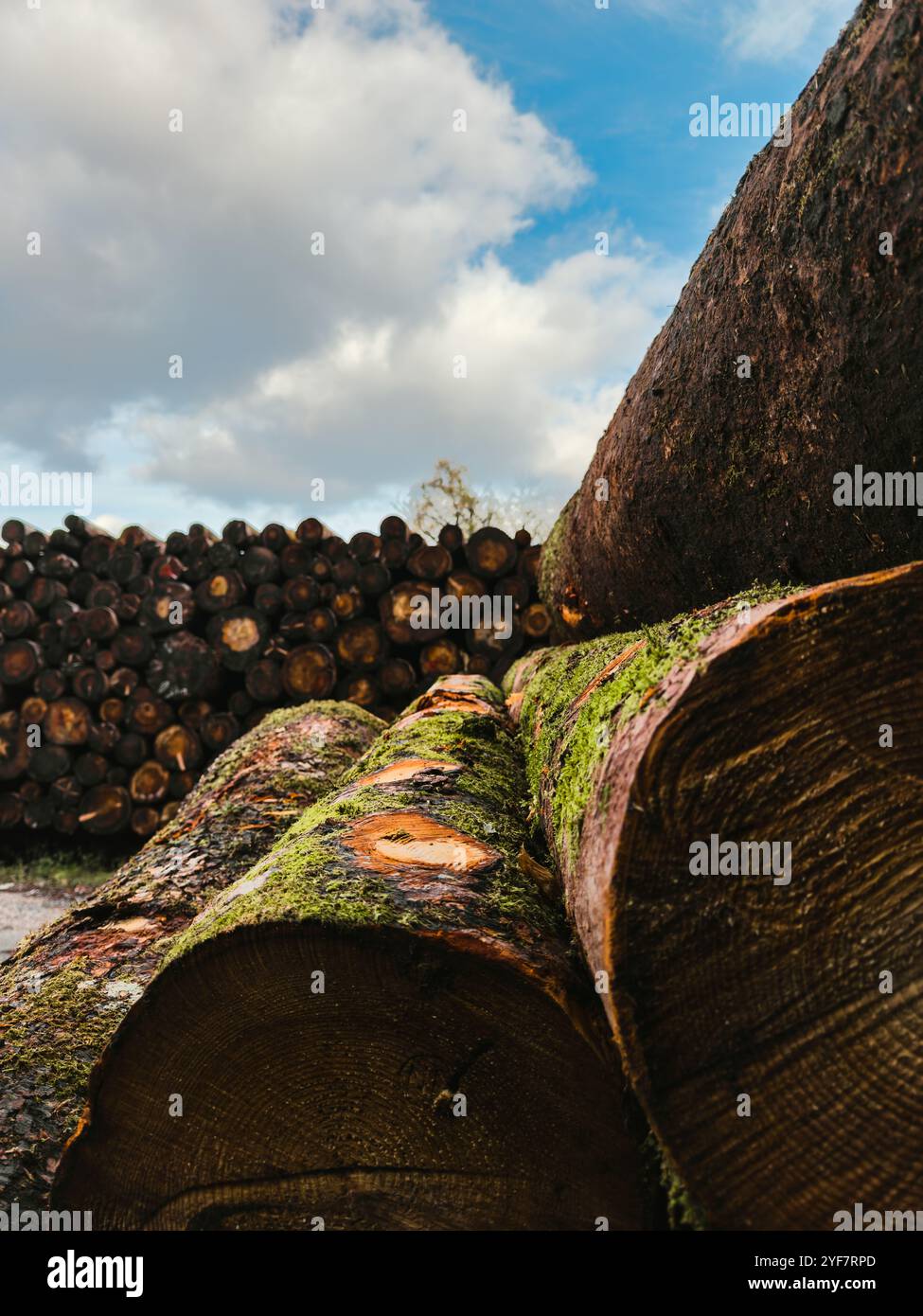 Wooden log green moss hi-res stock photography and images - Alamy