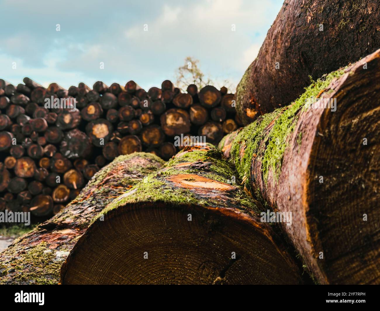 Details Of The Wooden Trunks Stock Photo - Alamy