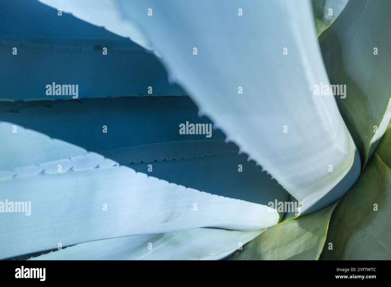 detail of the heart of a blue agave or maguey plant detail with thorns ...