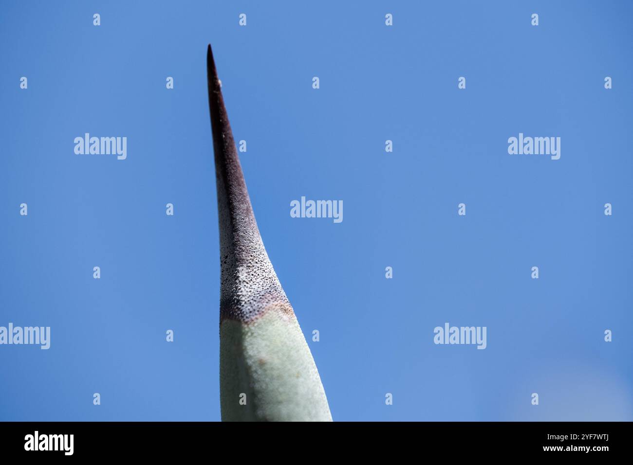 Detail of a sharp spike at the end of an agave plant branch. The tones ...