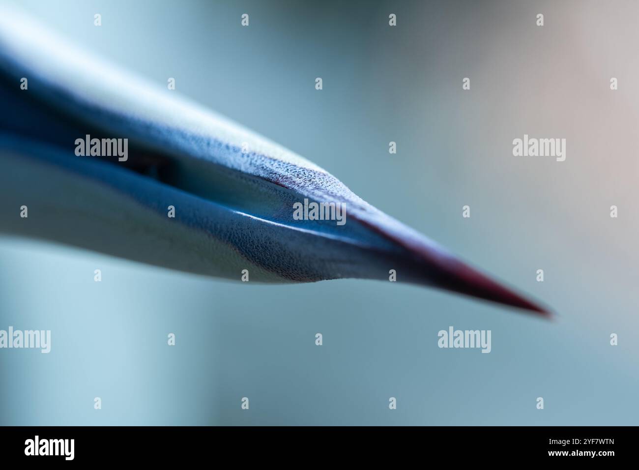Front Detail of a sharp spike at the end of an agave plant branch on ...