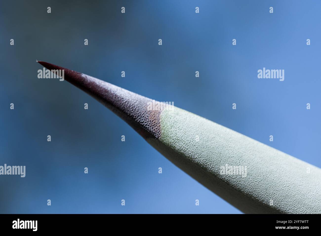 Detail of a sharp spike at the end of an agave plant branch on the dark ...