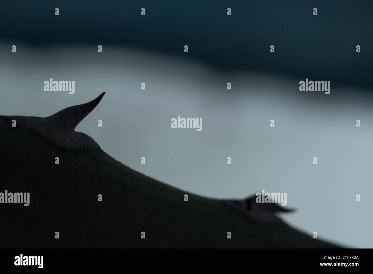 Detail of the thorns in dark silhouette of a blue Agave plant and the ...
