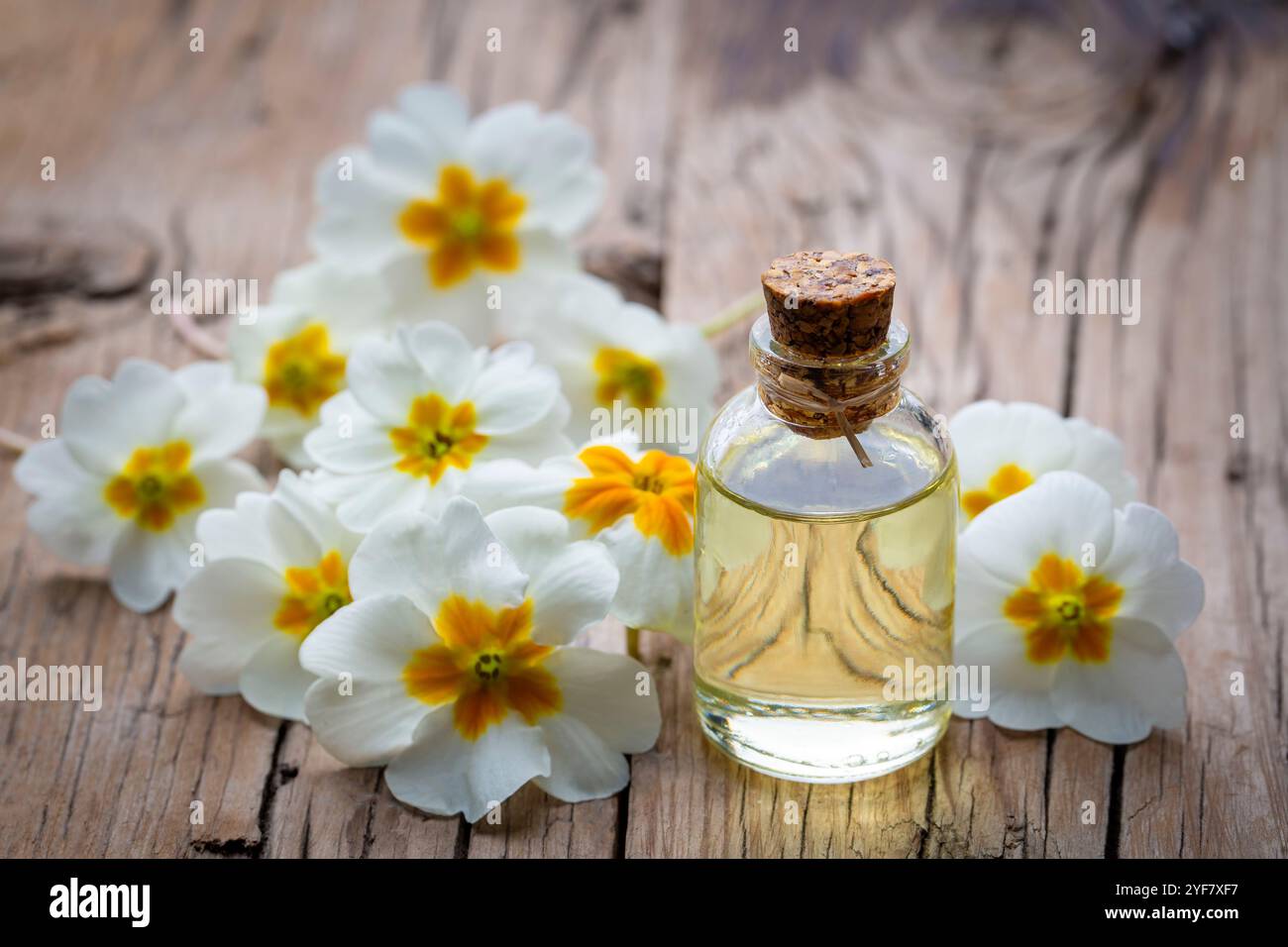 Organic cosmetics, Primula natural oil, handmade with herbal and ...