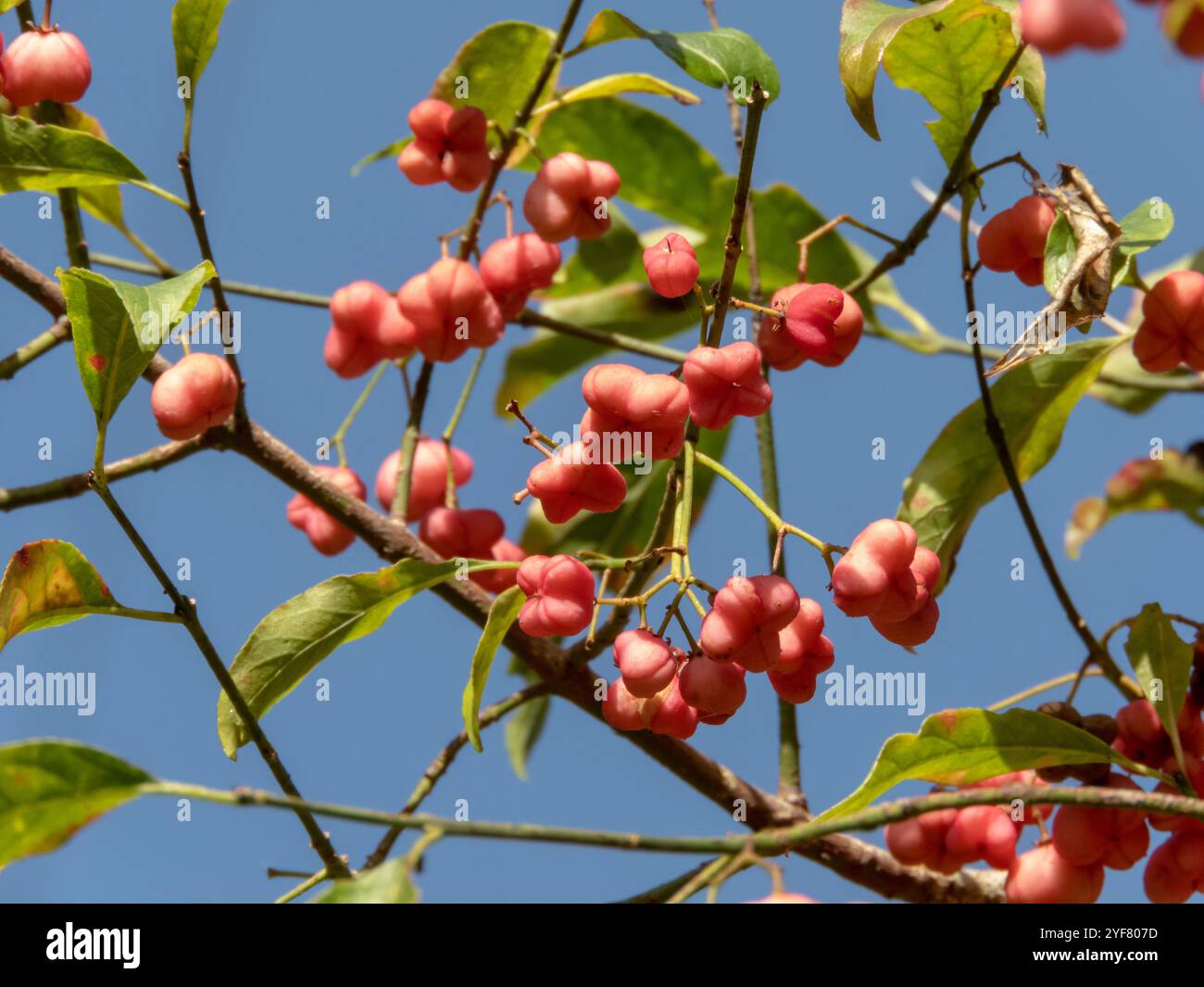 Euonymus europaeus plant. Spindle branches in the autumn. European or ...