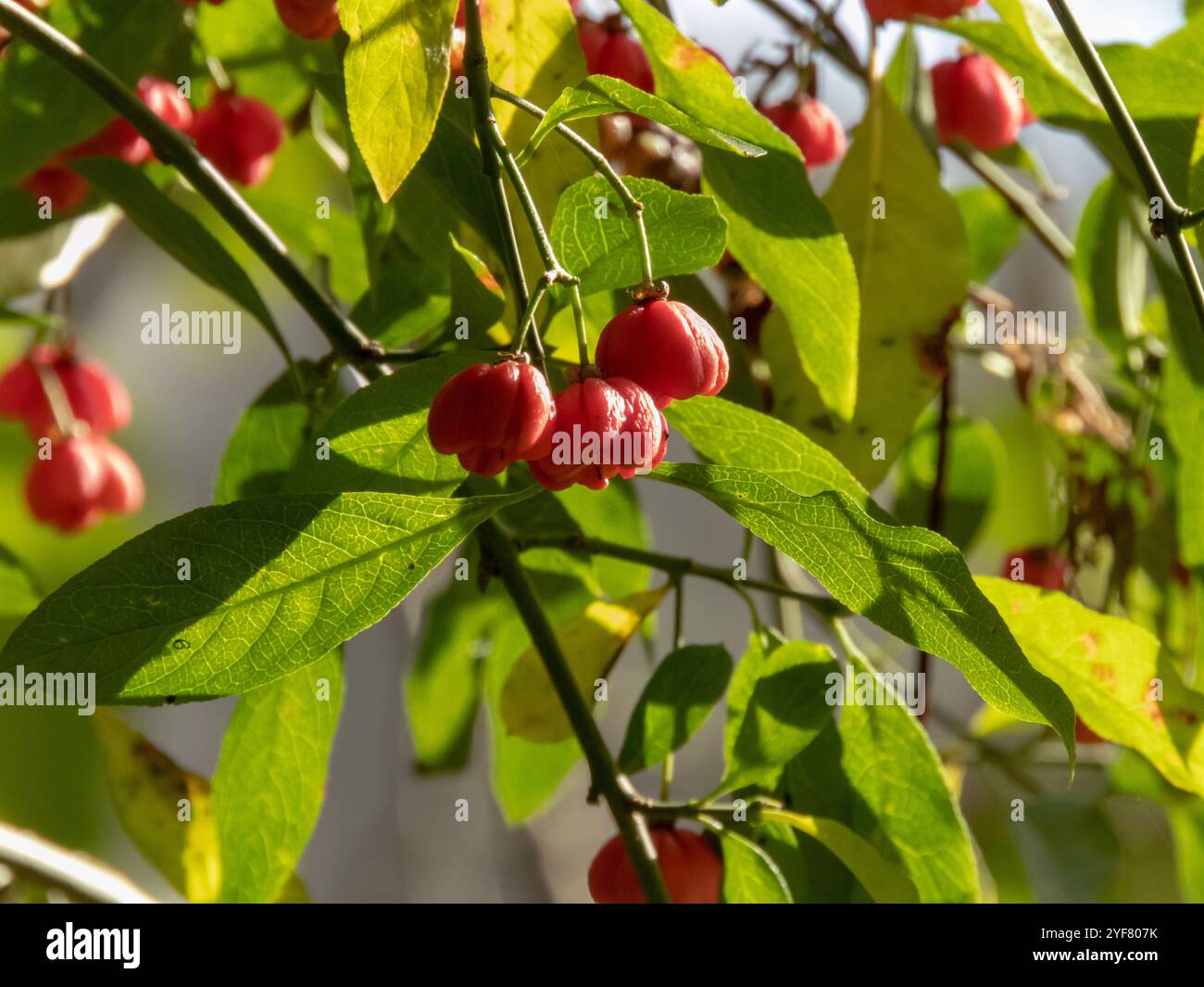 Euonymus europaeus plant. Spindle pink capsular fruits closeup in the ...