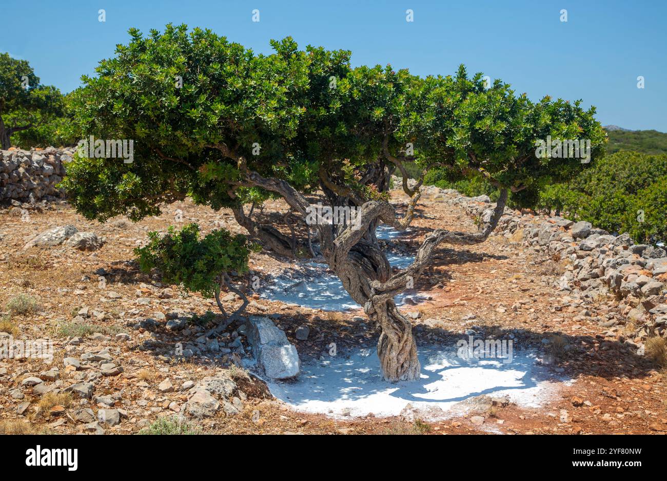 Chios mastic resin hi-res stock photography and images - Alamy