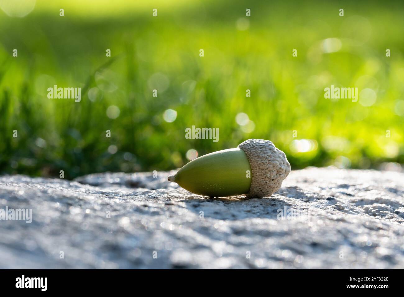 A bright green acorn is on a white granite rock on an out of focus ...