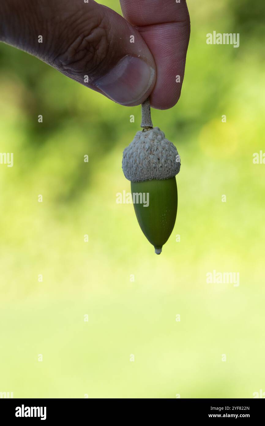 A hand holds a bright green acorn on an out of focus green and yellow ...