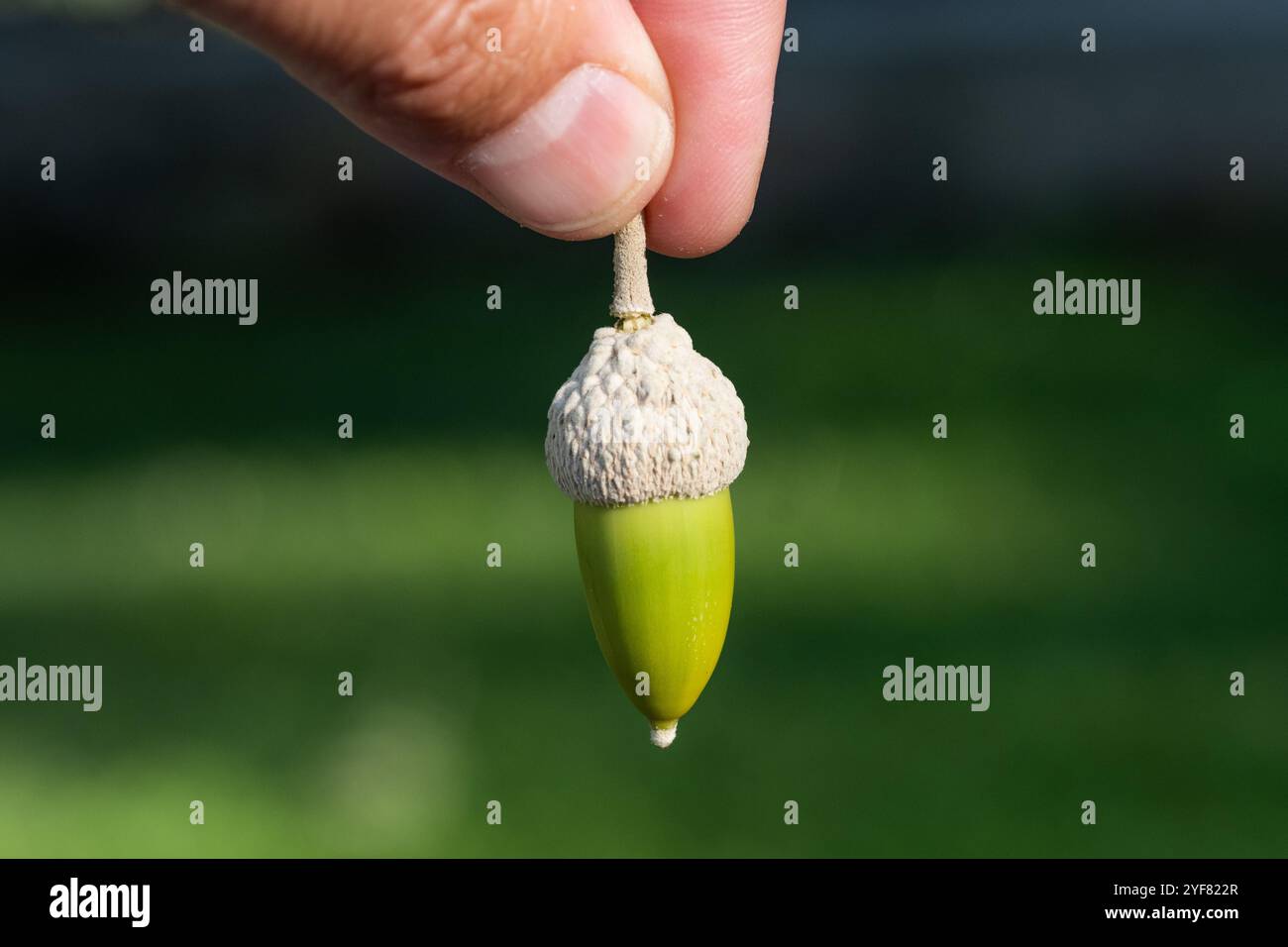 A hand holds a bright green acorn on an out of focus green background ...
