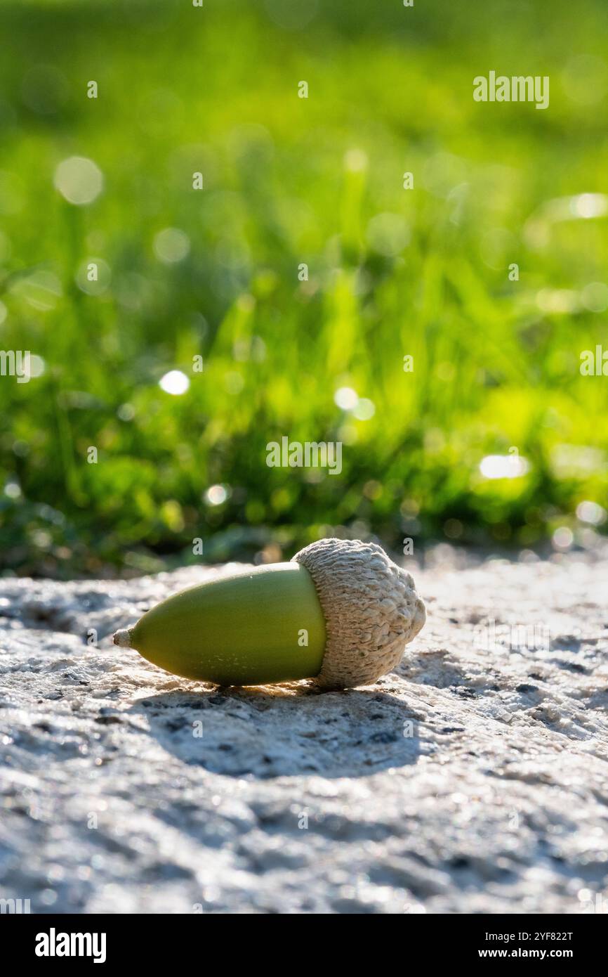 A bright green acorn is on a white granite rock on an out of focus ...