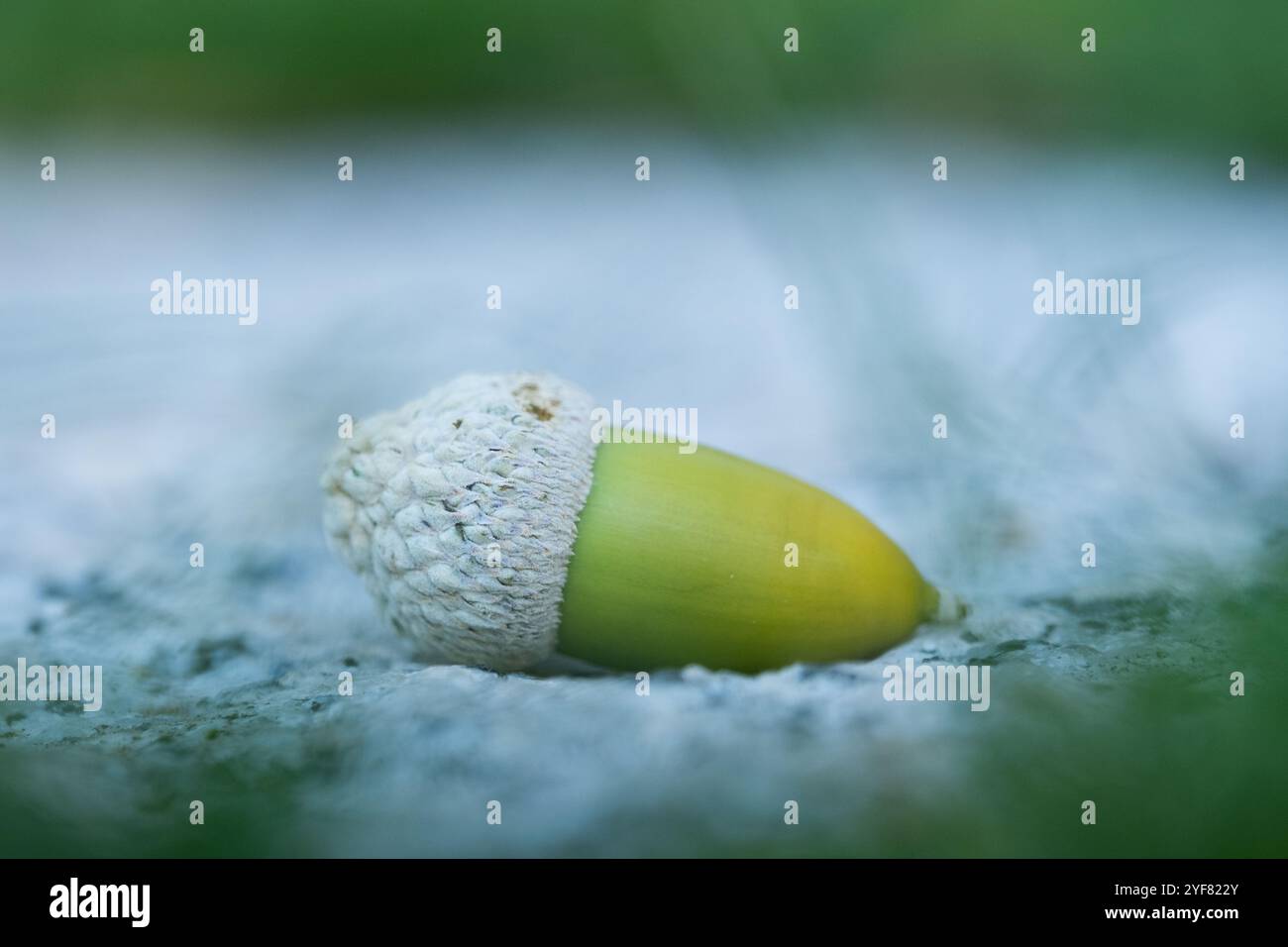 A bright green acorn is on a white granite rock on an out of focus ...