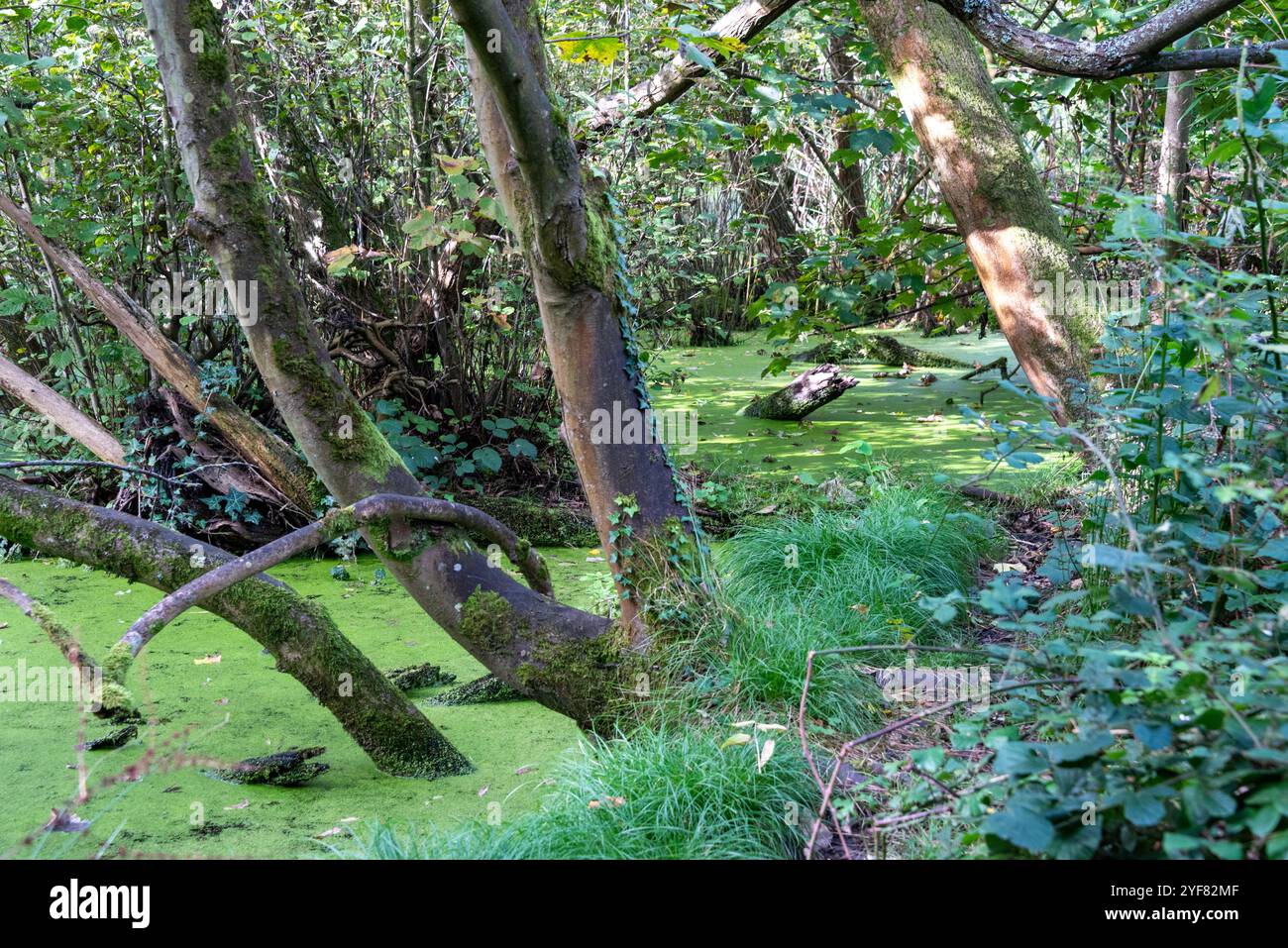 CS Lewis Nature Reserve, Headington, Oxford, UK. It is located just ...