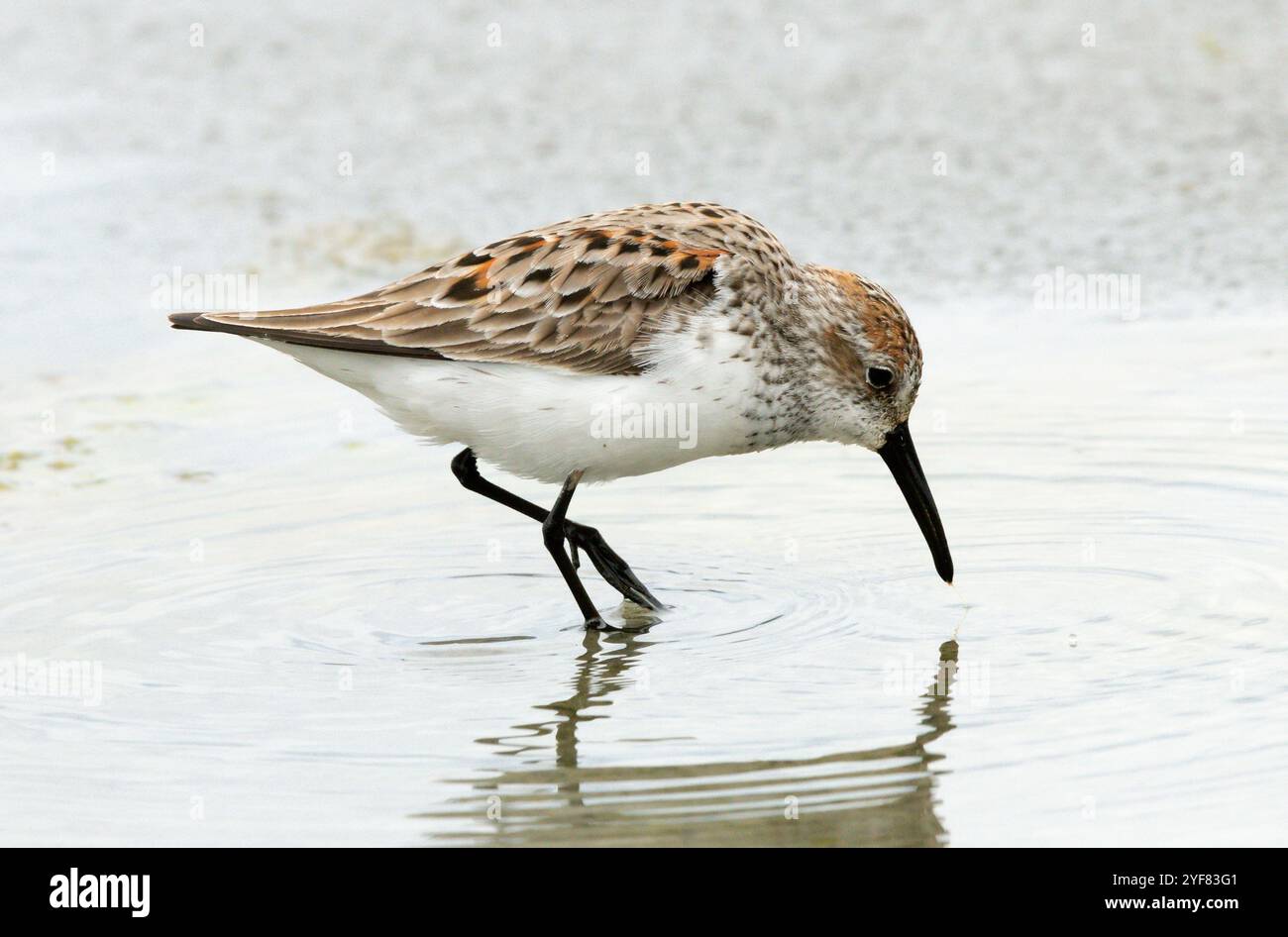 Western Sandpiper, Shorebird, Alaska Stock Photo - Alamy