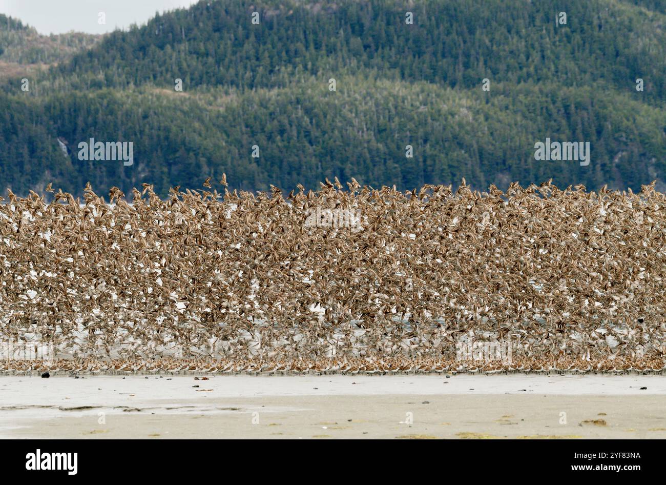Sandpiper migration, Spring, Coastal Alaska Stock Photo - Alamy