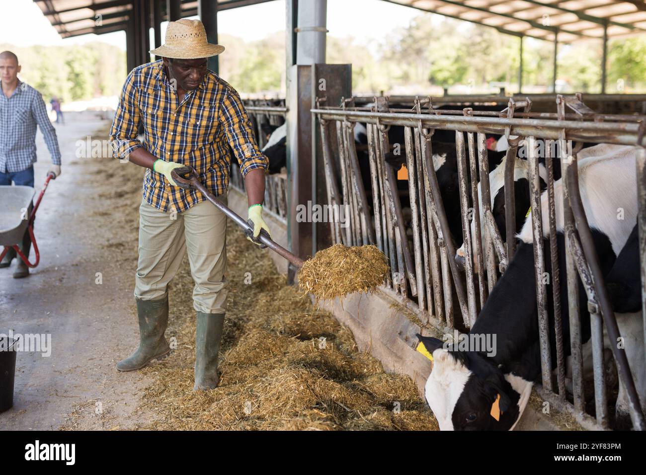 African male farmer in strow hat working in stall Stock Photo - Alamy