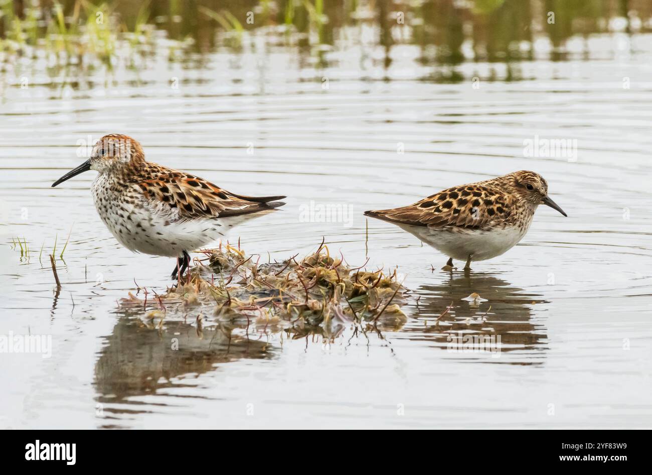 Western Sandpiper, Shorebird, Alaska Stock Photo - Alamy