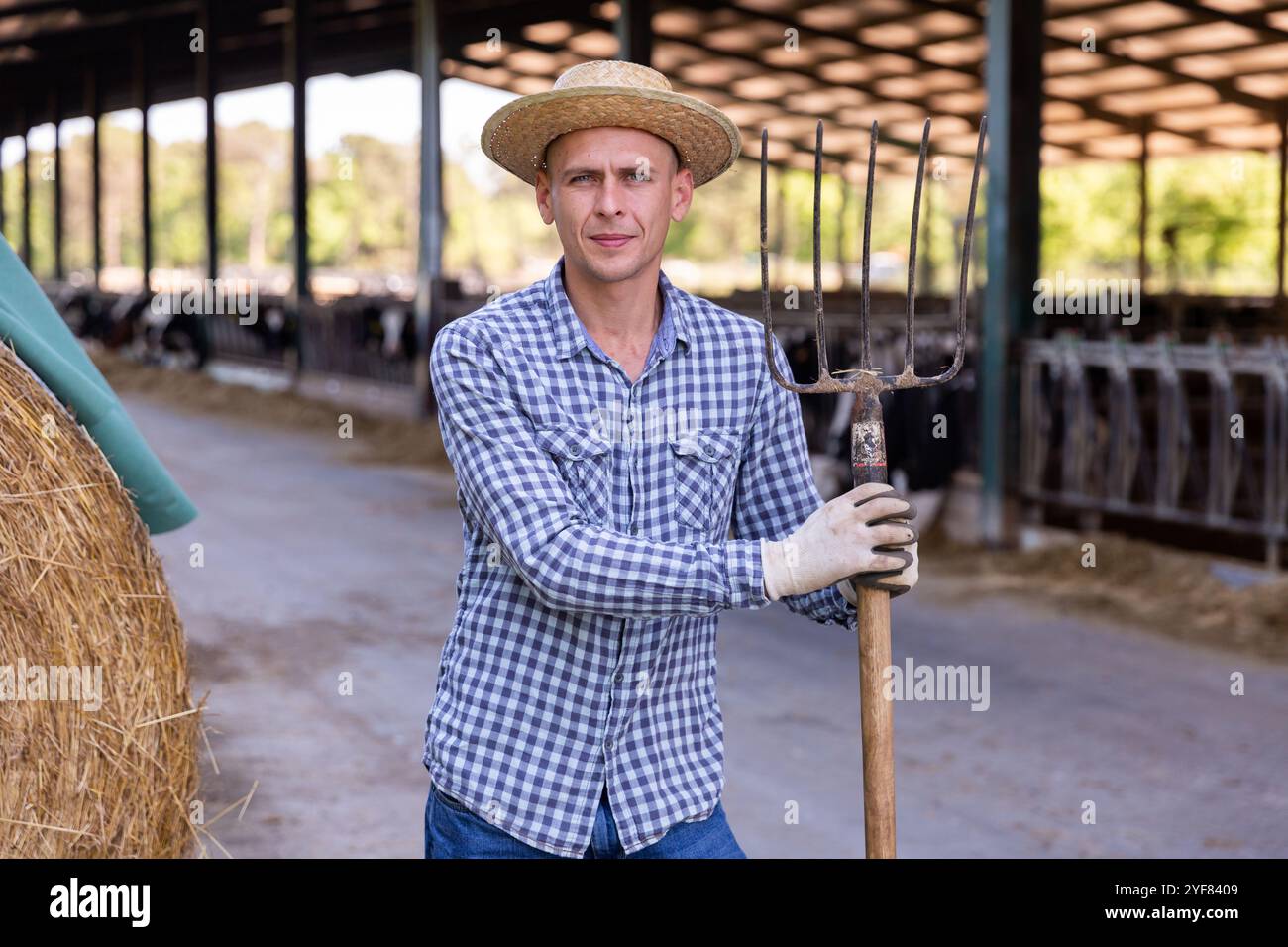 Confident owner of dairy farm standing on background with cows in stall ...