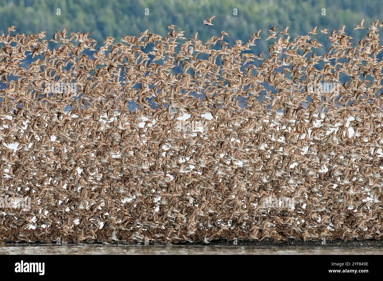 Sandpiper migration, Spring, Coastal Alaska Stock Photo - Alamy